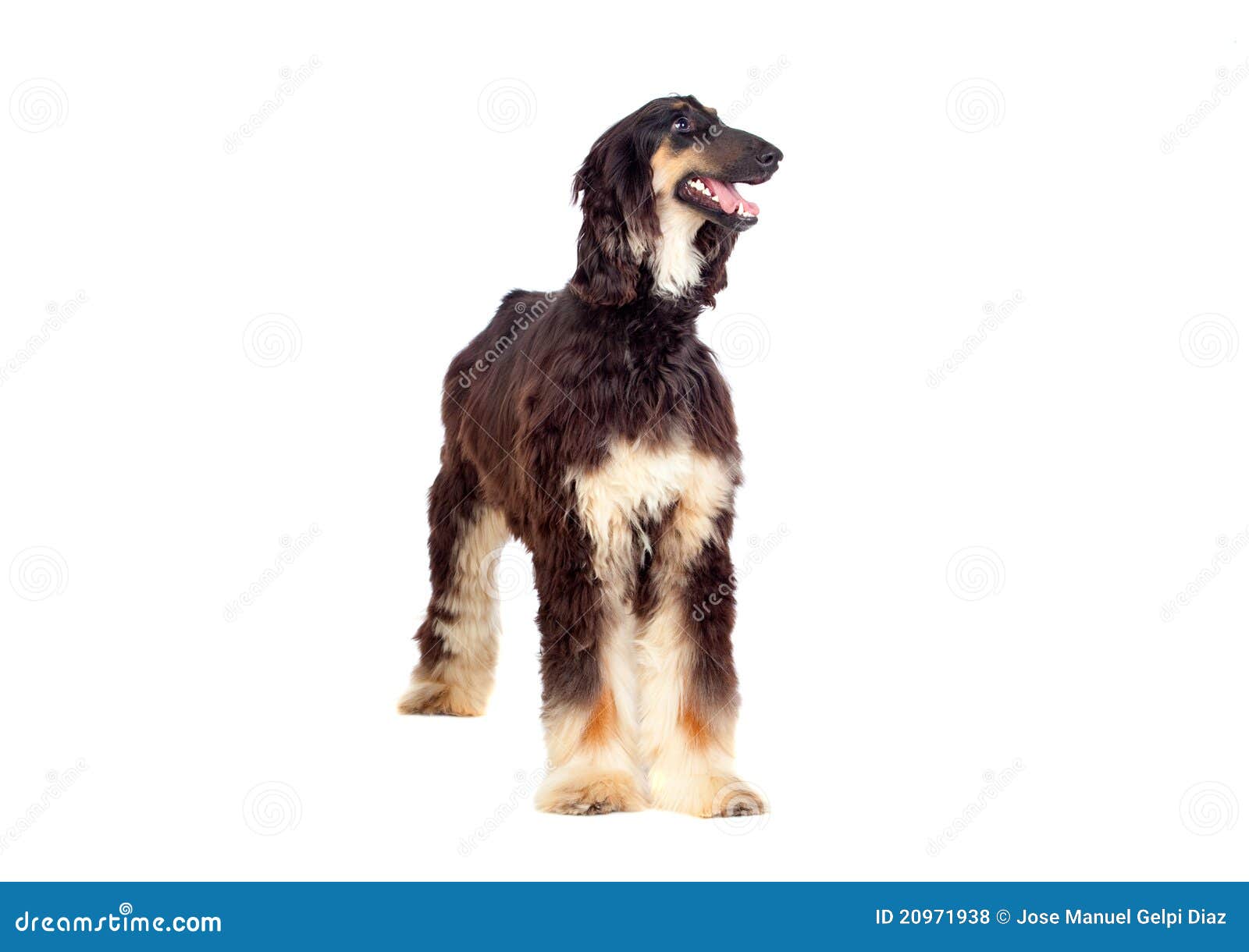 Crabot de chien Arabe photo stock. Image du domestique - 20971938