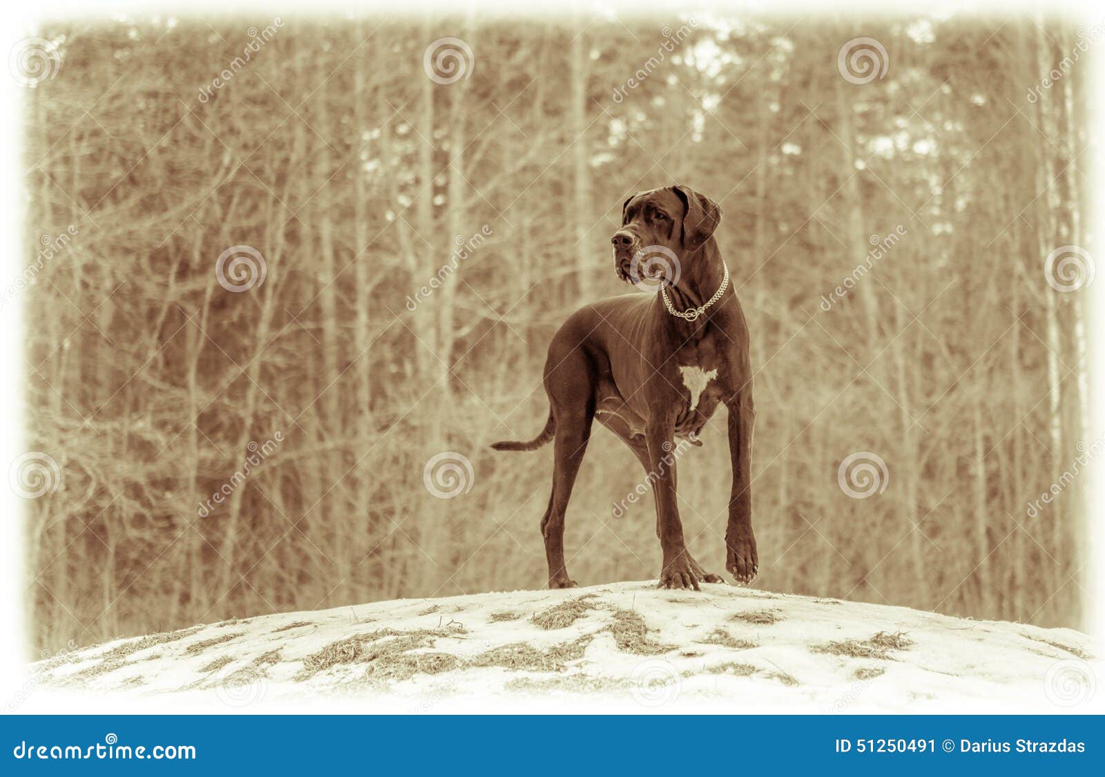 Crabot de Danois grand image stock. Image du bleu, butoir - 51250491