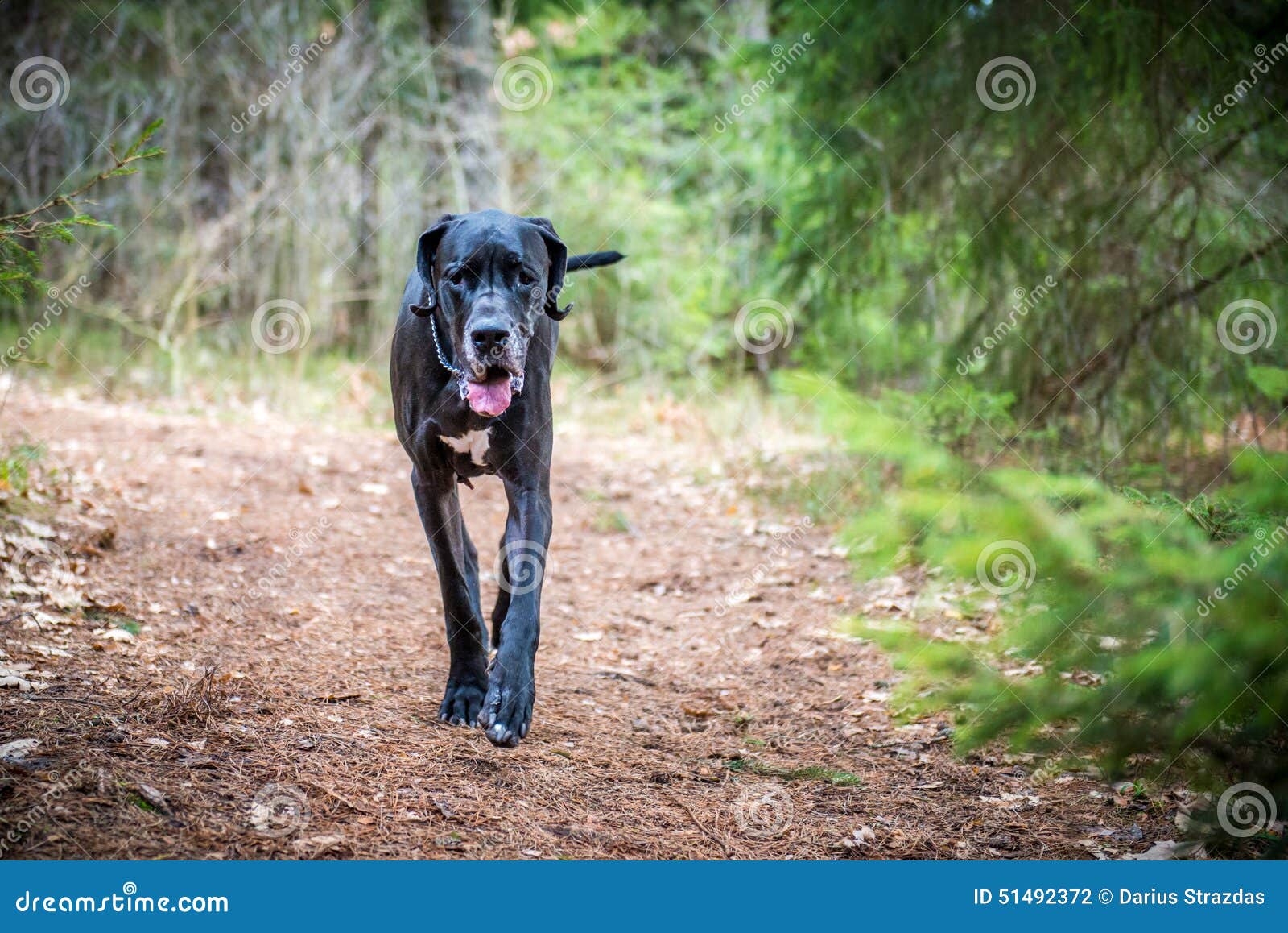 Crabot de Danois grand photo stock. Image du grand, taille - 51492372