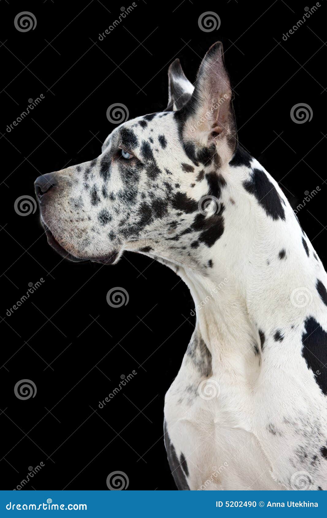 Crabot grand de Danois photo stock. Image du verticale - 5202490