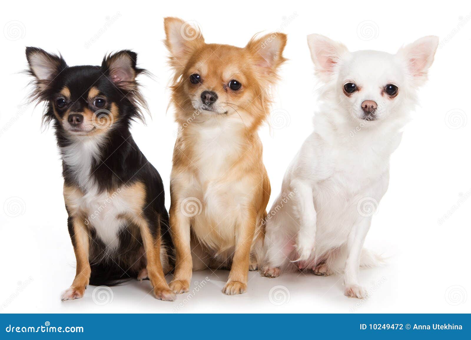 Crabots de chiwawa photo stock. Image du studio, isolement - 10249472