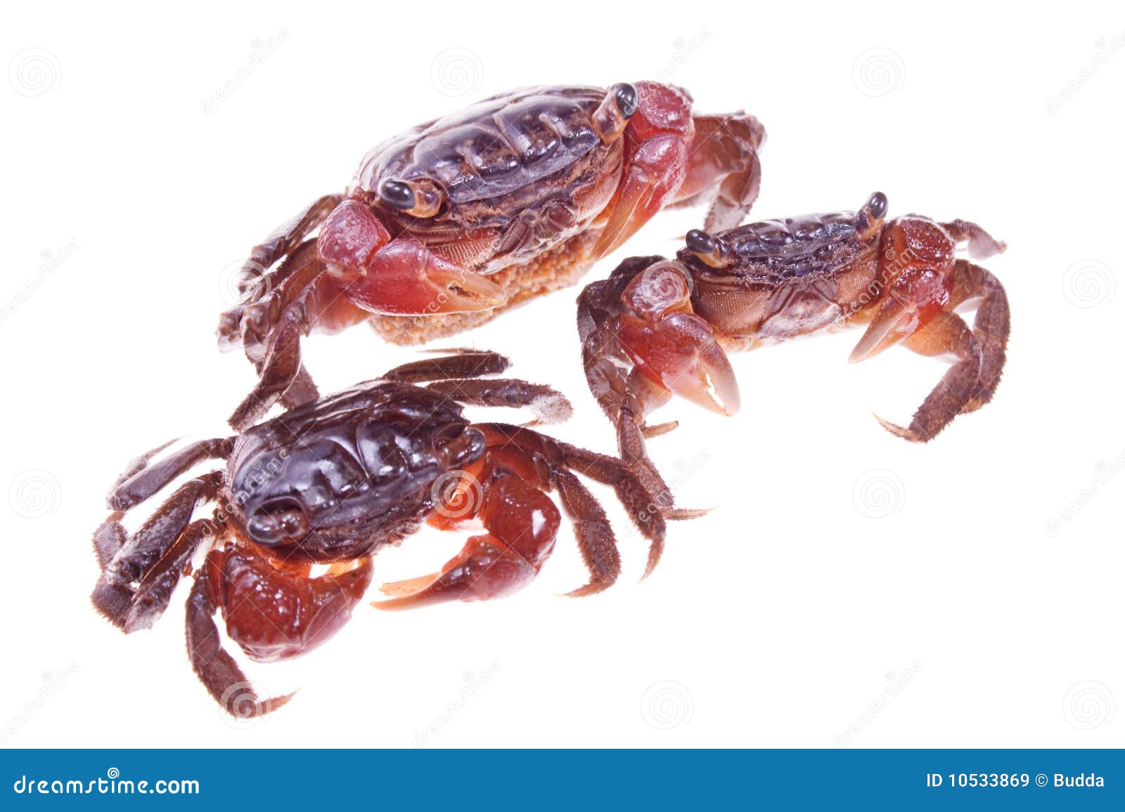 143 Crayfish Crawl Photos - Free & Royalty-Free Stock Photos from ...