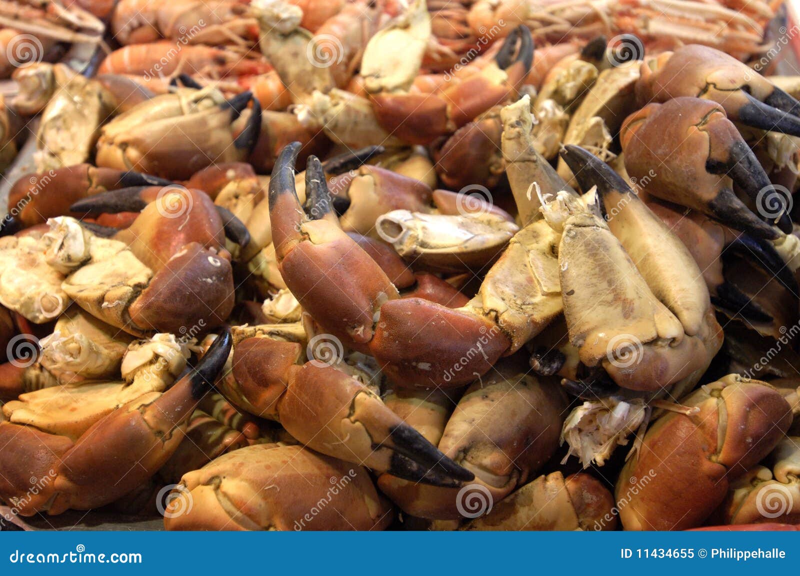Crabs stock image. Image of health, seafood, cook, fisherman - 11434655