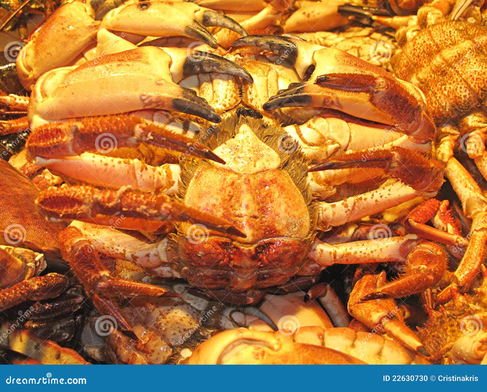 Crabs stock photo. Image of nutrition, marine, crabs - 22630730