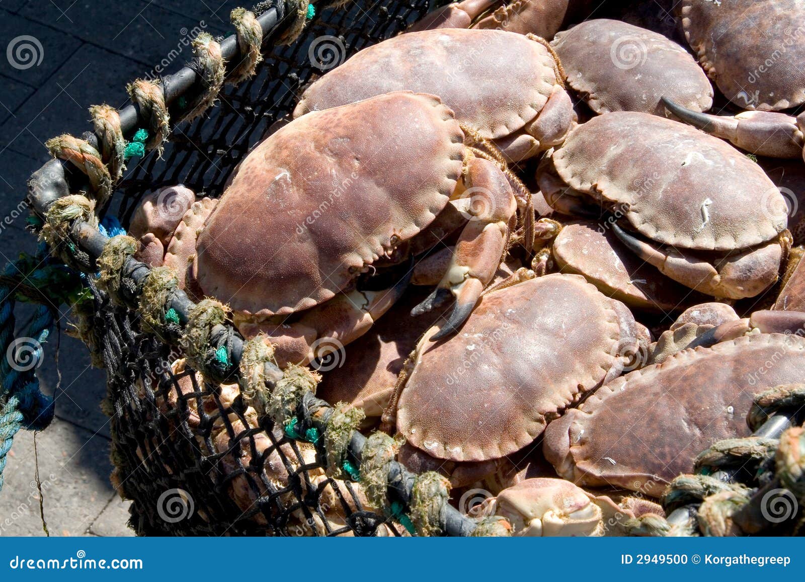 Crabs stock photo. Image of food, fishing, crustacean - 2949500