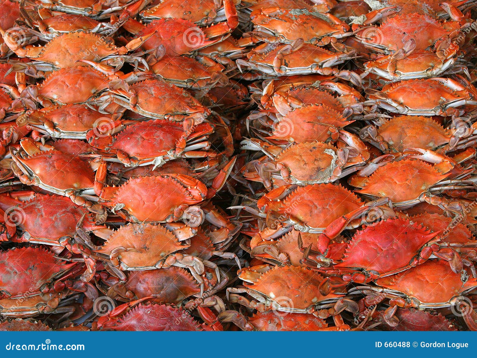 Crabs stock photo. Image of fish, ocean, crab, steam, seafood - 660488