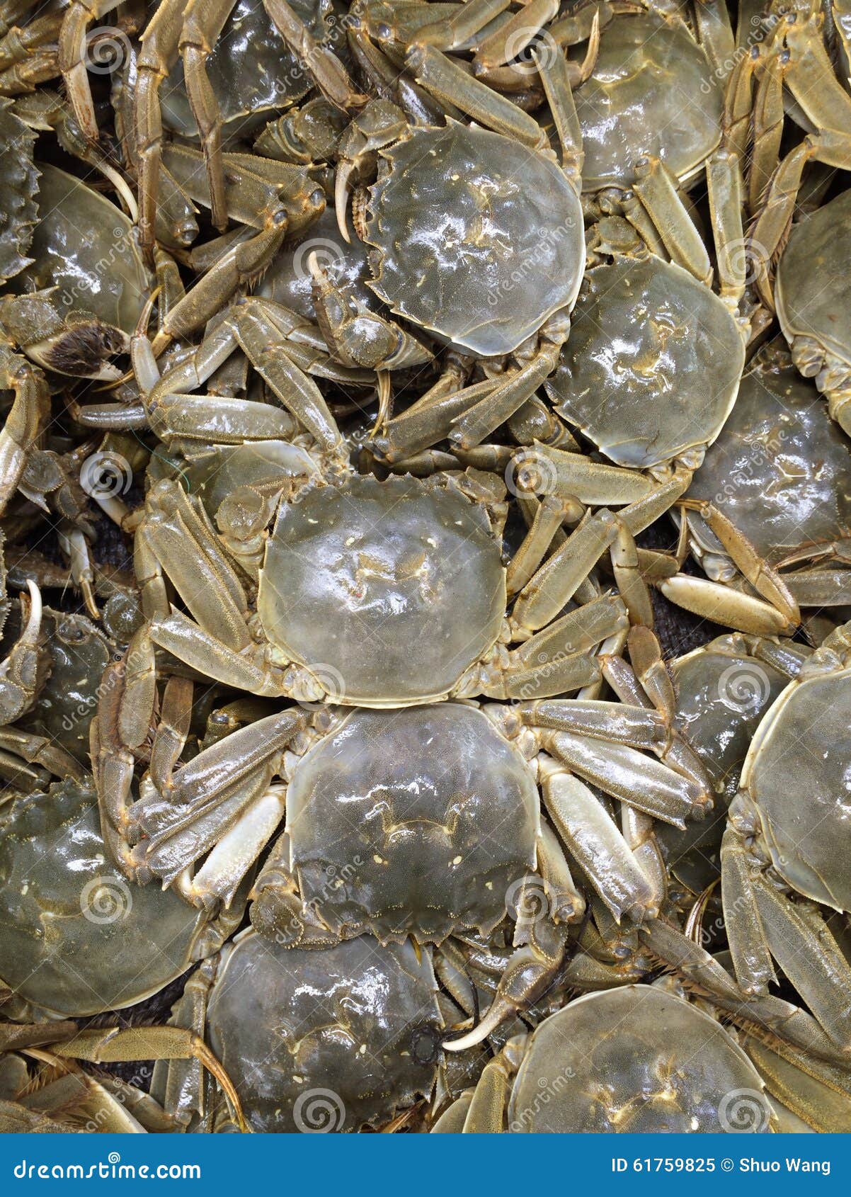 Crabs stock image. Image of gourmet, hard, crustacean - 61759825