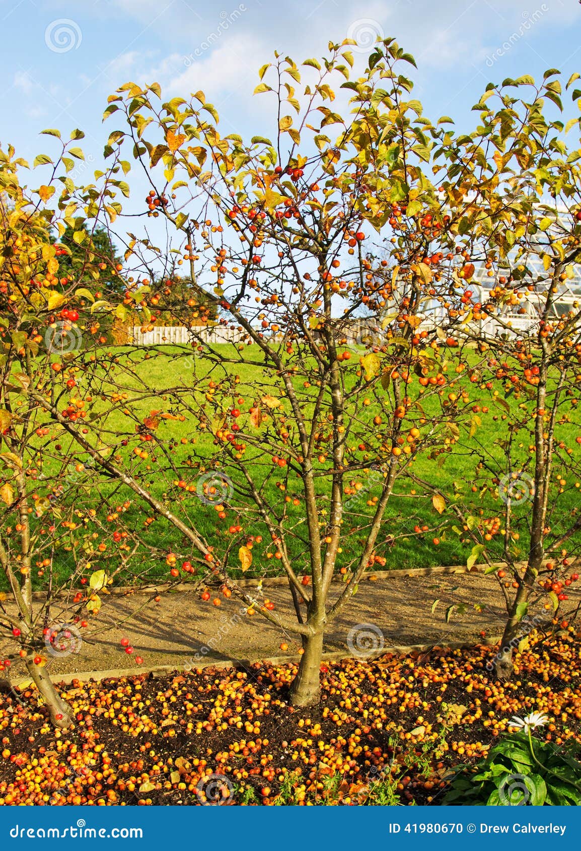 Crabs Apples and Windfalls stock photo. Image of malus - 41980670