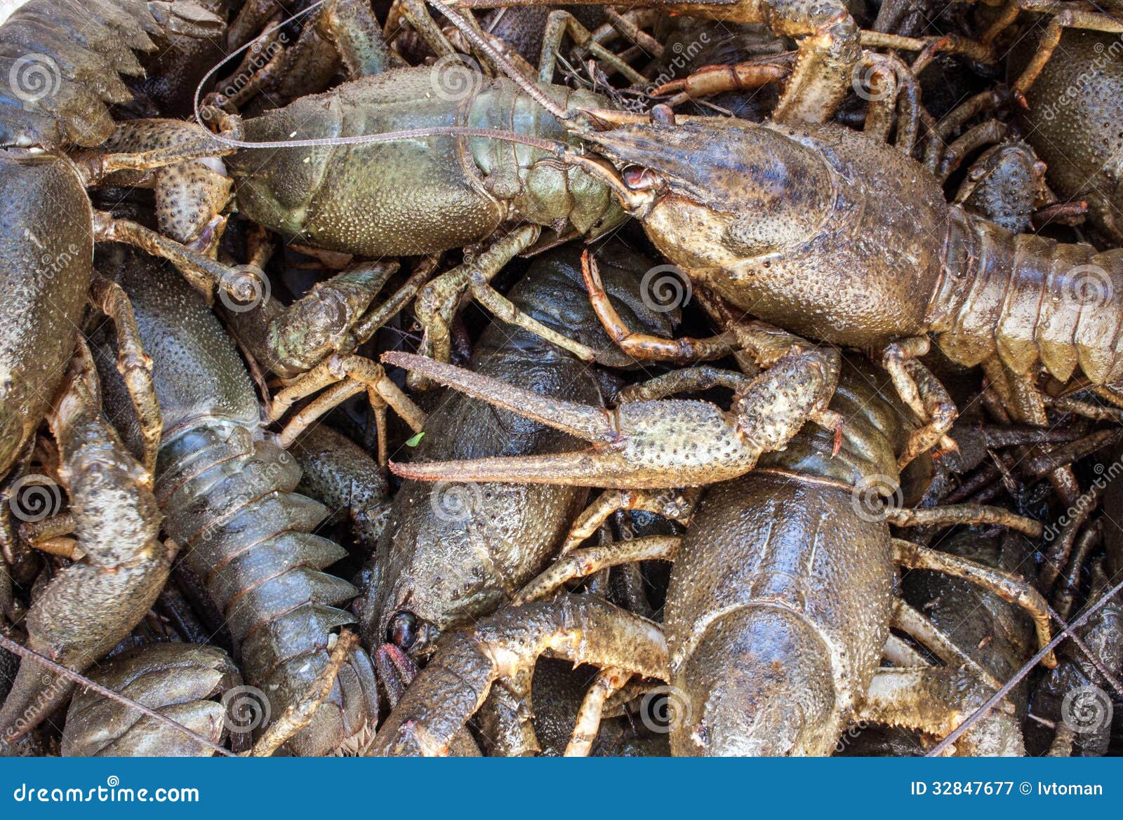 River Crabs stock image. Image of mediterranean, spice - 32847677