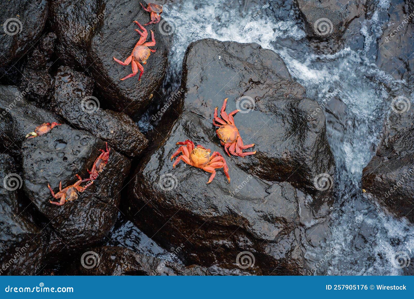 Crabs on the Big Rock Formations on the Coast of the Sea Stock Photo ...