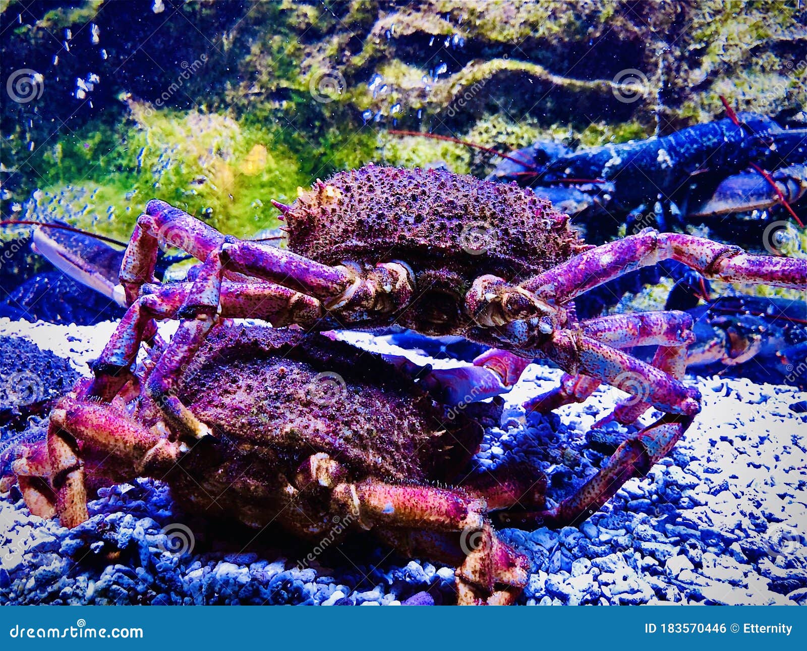 Crabs on the Bottom of the Ocean Underwater Stock Photo - Image of ...