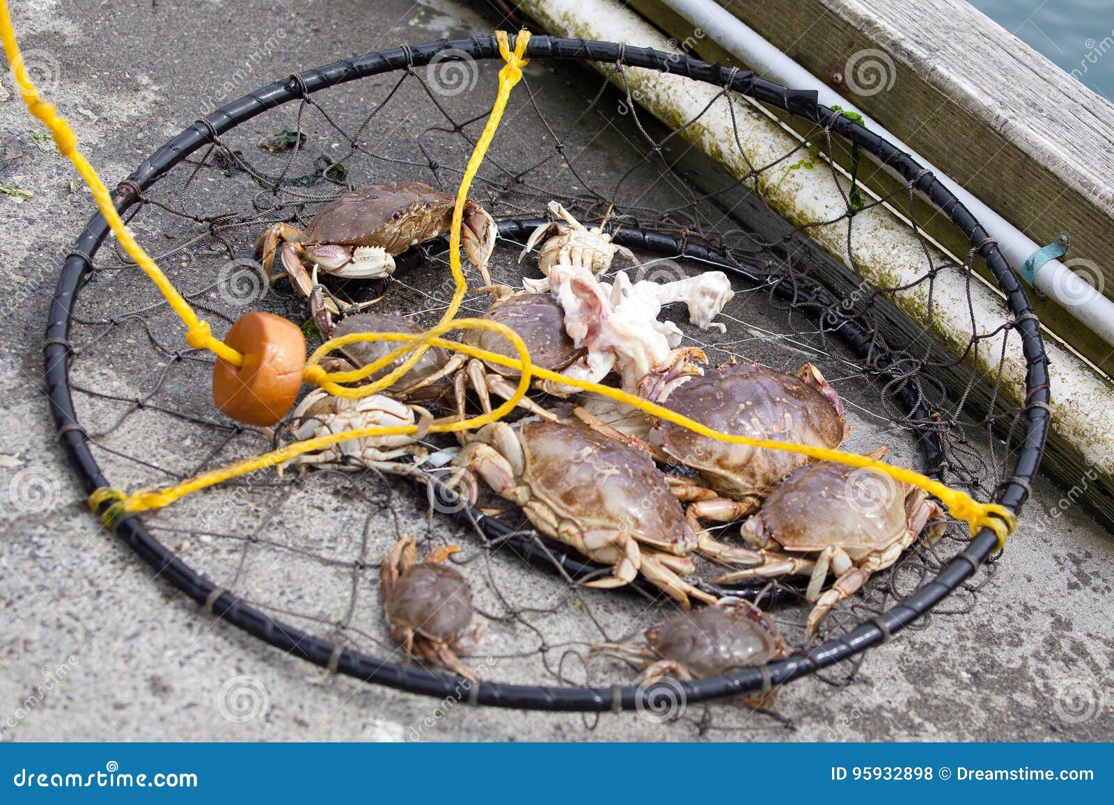Crabs caught in a crab net stock photo. Image of ocean - 95932898