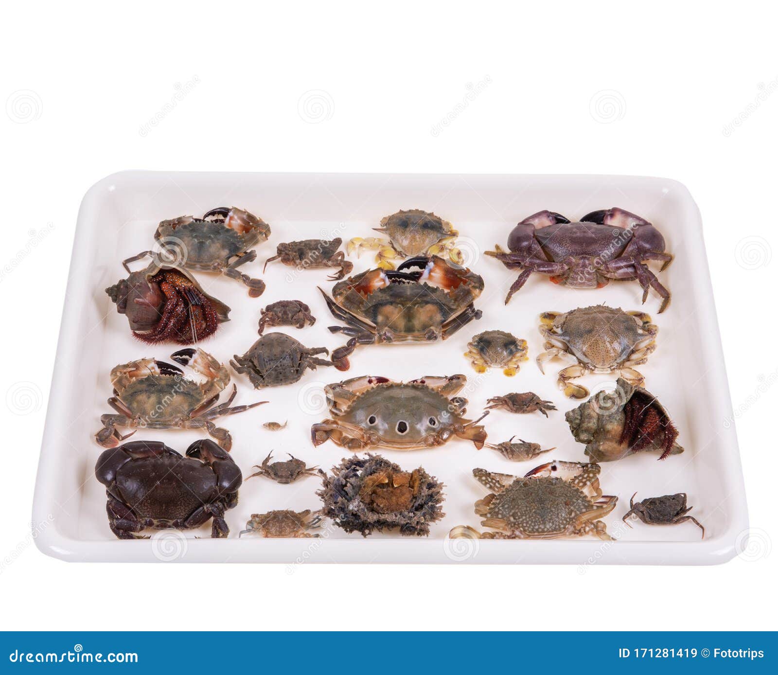 Crabs on Container ,isolated on White Background with Clipping Path ...