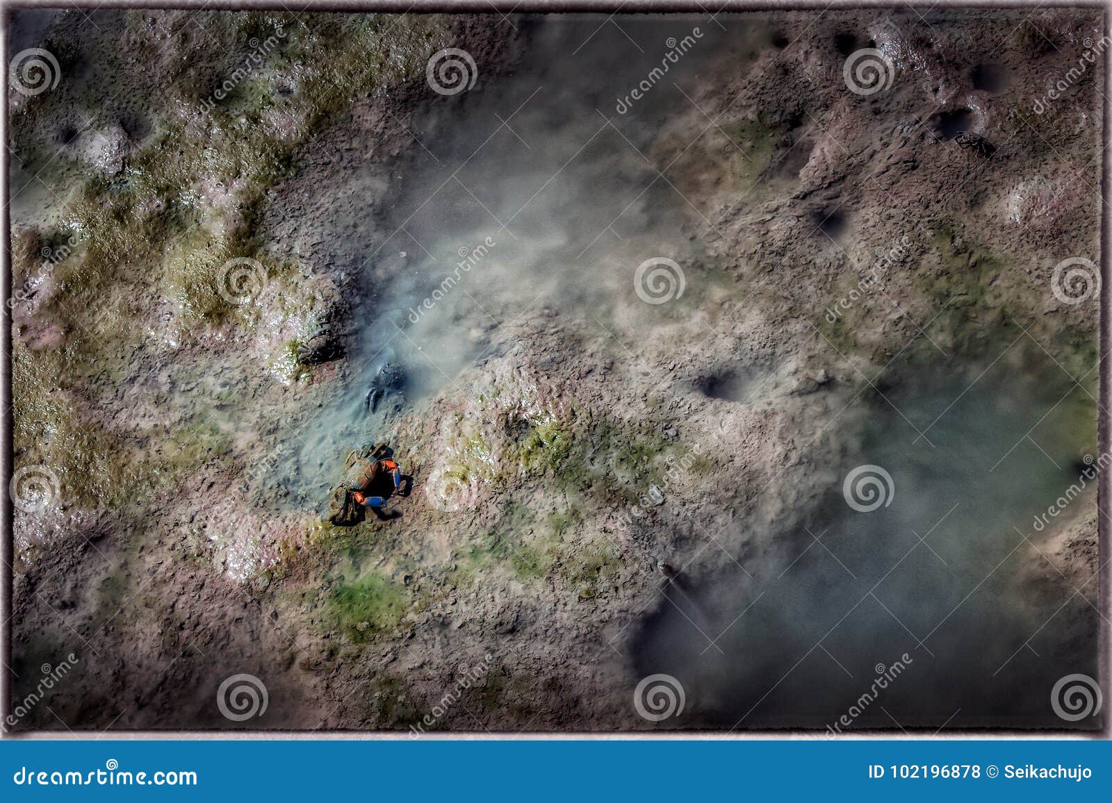 Crabs Dwelling and Burrowed in the Mud during a Low Tide. Stock Photo ...