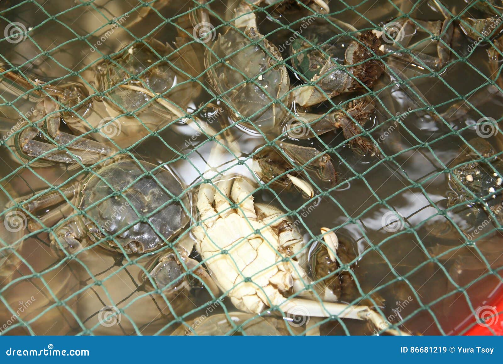 Crabs in fishing net stock image. Image of highlands - 86681219