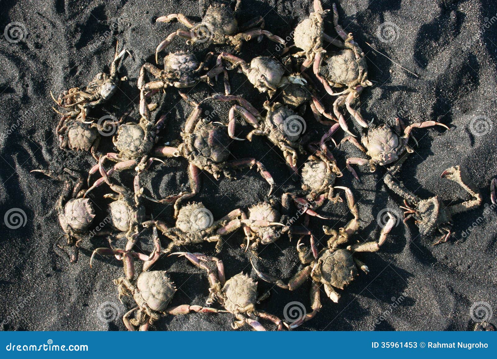 Crabs formation stock image. Image of horizon, nature - 35961453