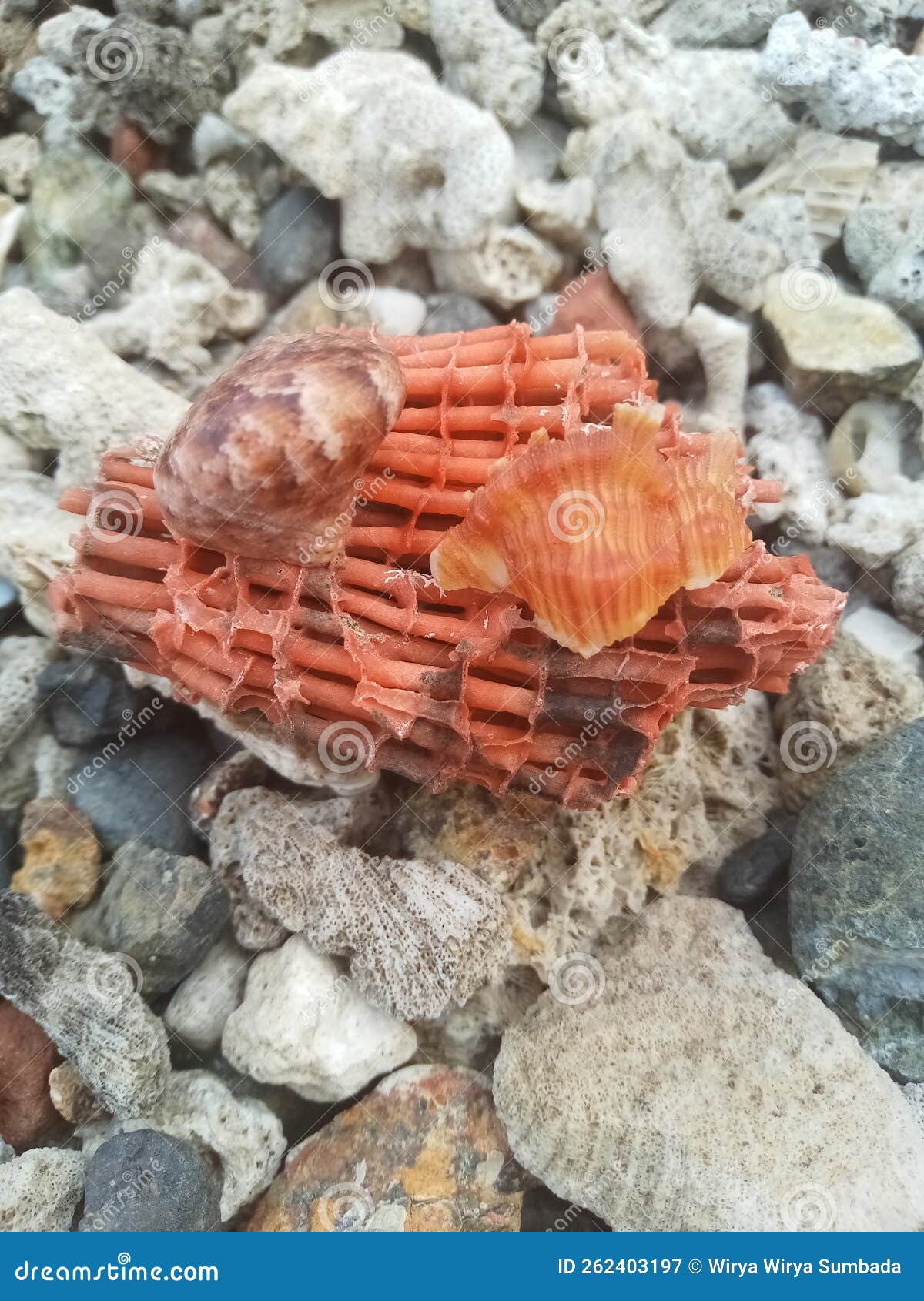 Fossilized Coral Reefs Washed Up on Morowali Beach Stock Image - Image ...