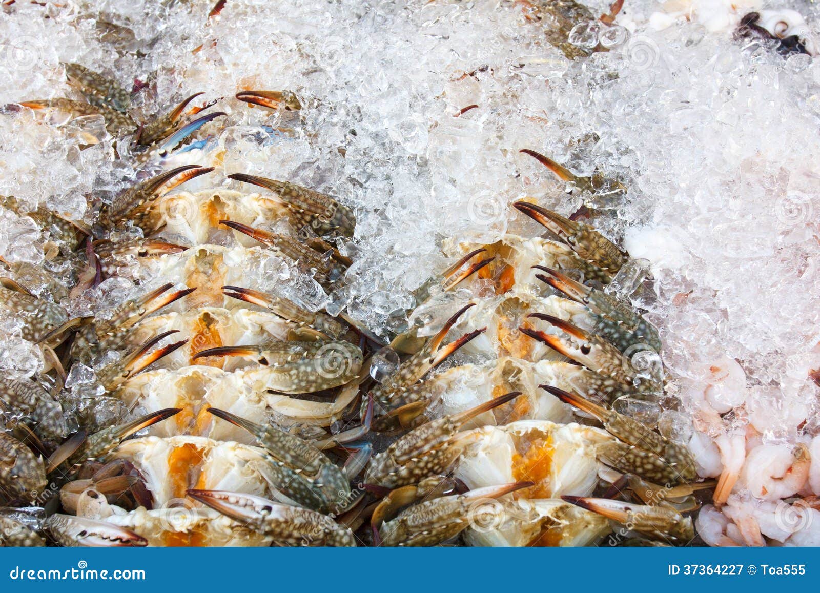 Crabs on an ice tray stock image. Image of seafood, cool - 37364227