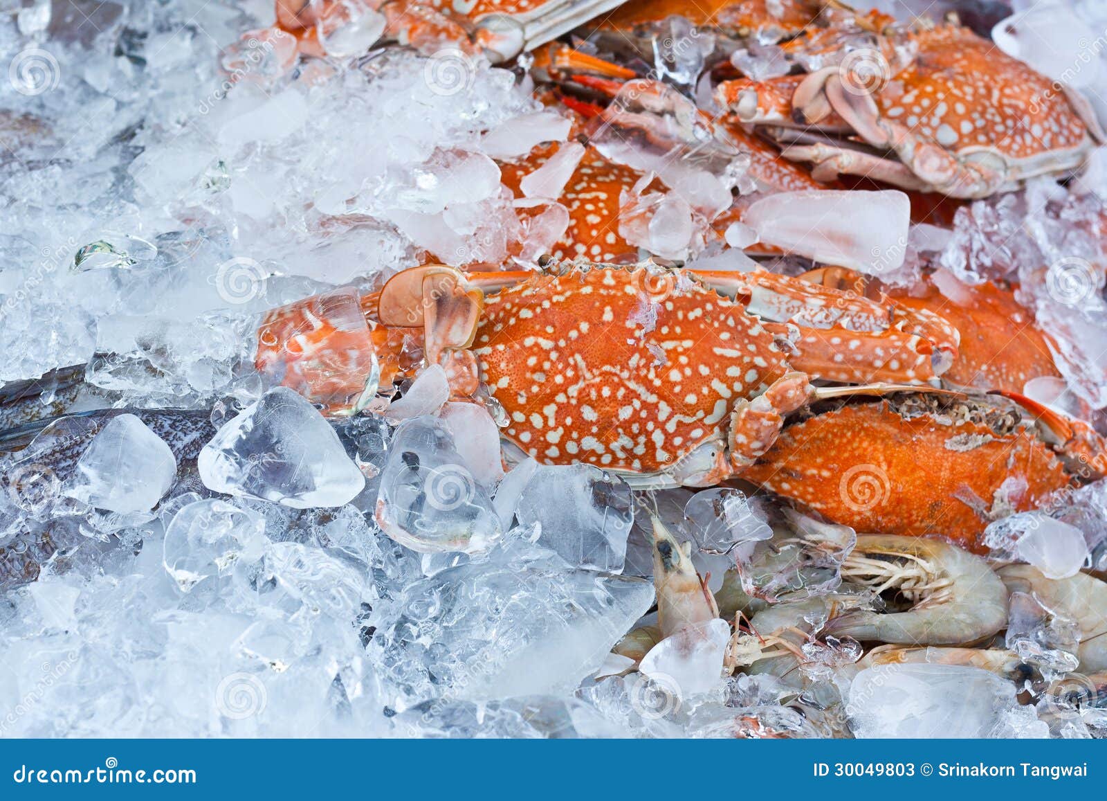 Crabs in an ice tray stock image. Image of local, seafood - 30049803