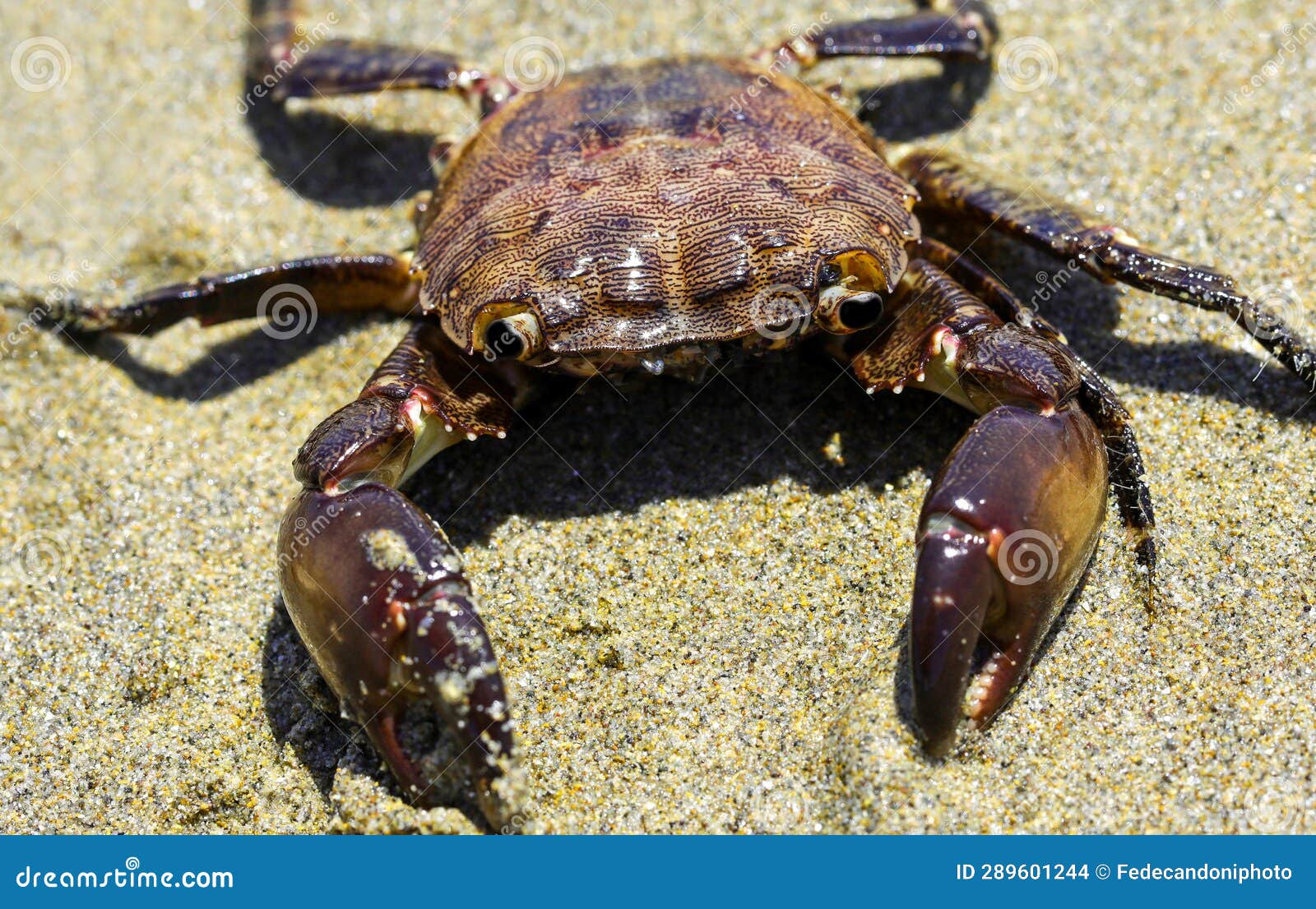Crabs with Large Claws Lurking on the Sand of Beach Stock Photo - Image ...