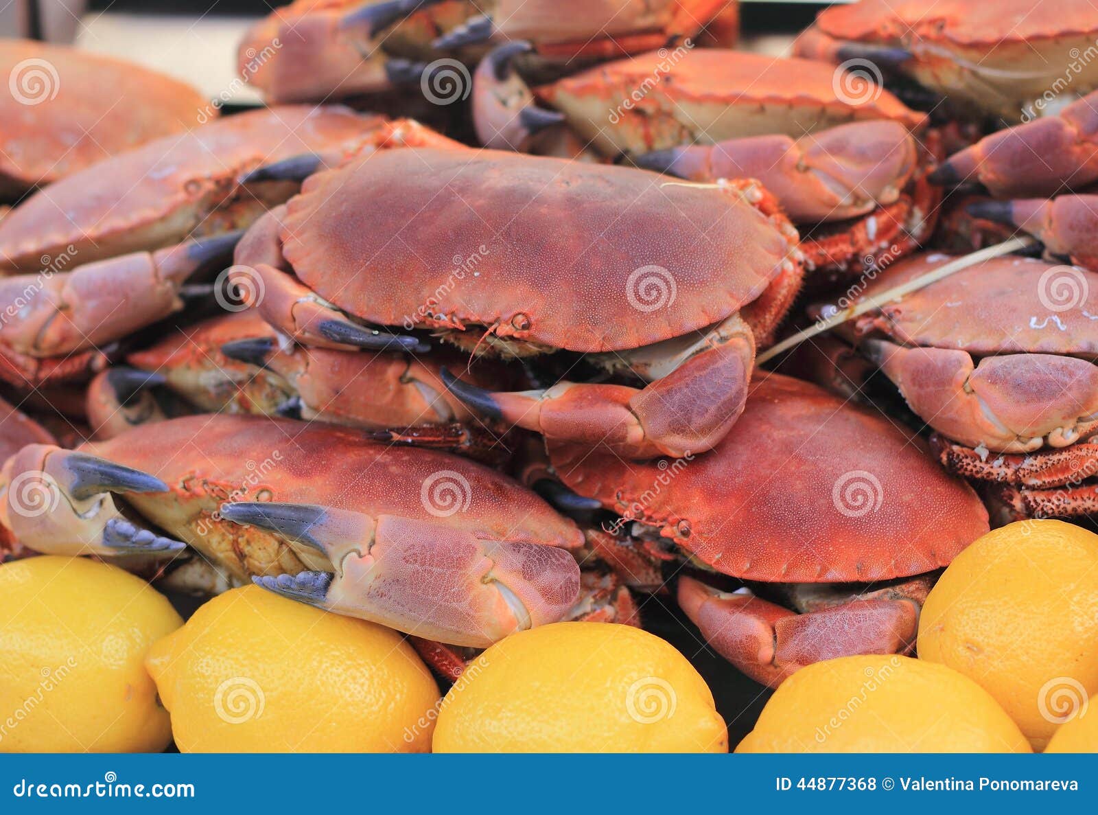 Crabs and lemons stock photo. Image of lemon, display - 44877368