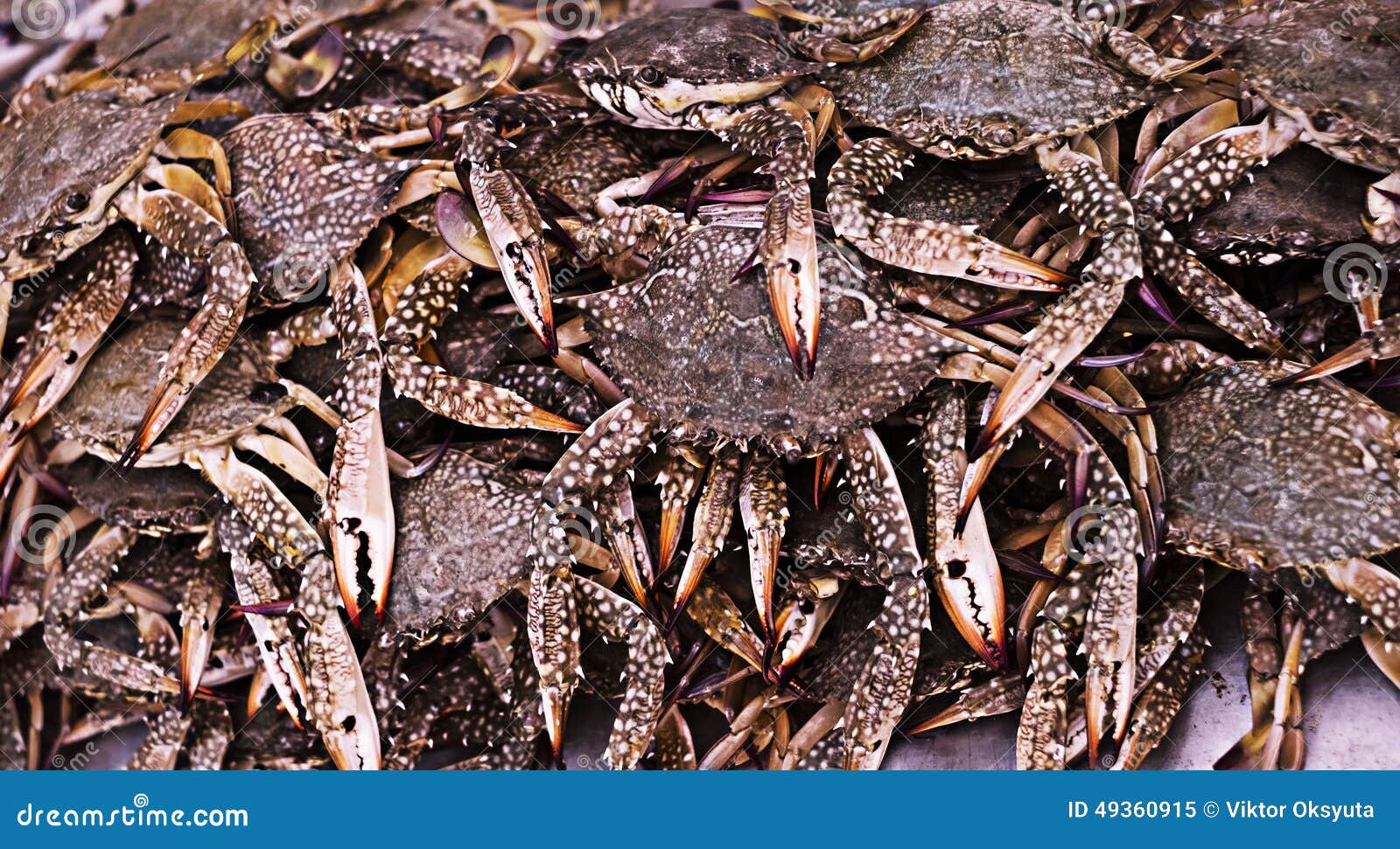 Crabs stock image. Image of food, carapace, close, natural - 49360915