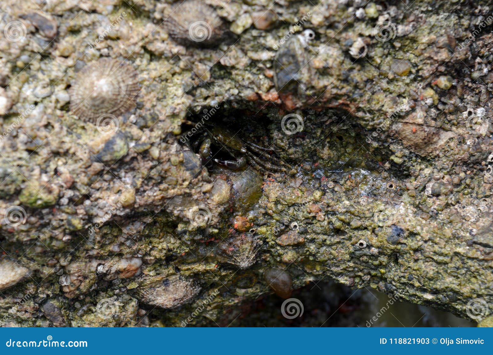 Crabs on the rock stock image. Image of rock, animal - 118821903