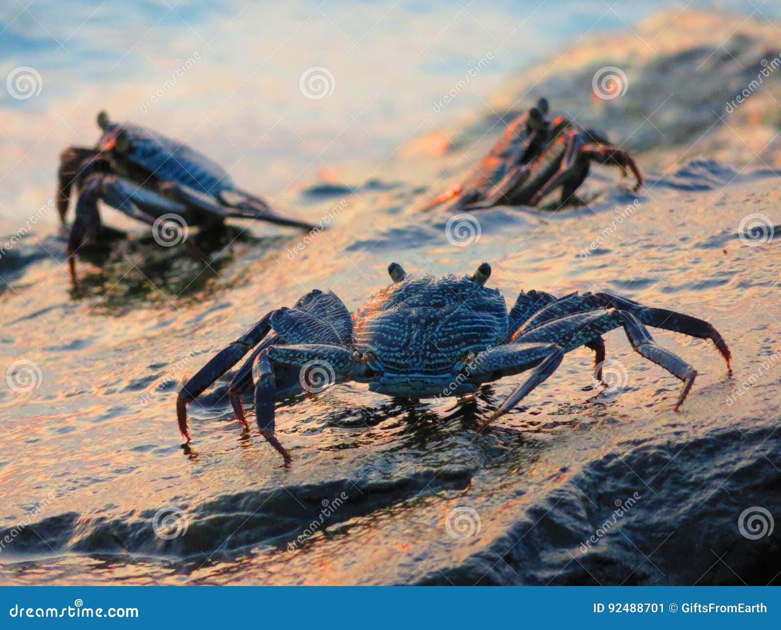 Crabs on the rocks. stock image. Image of crab, crabs - 92488701