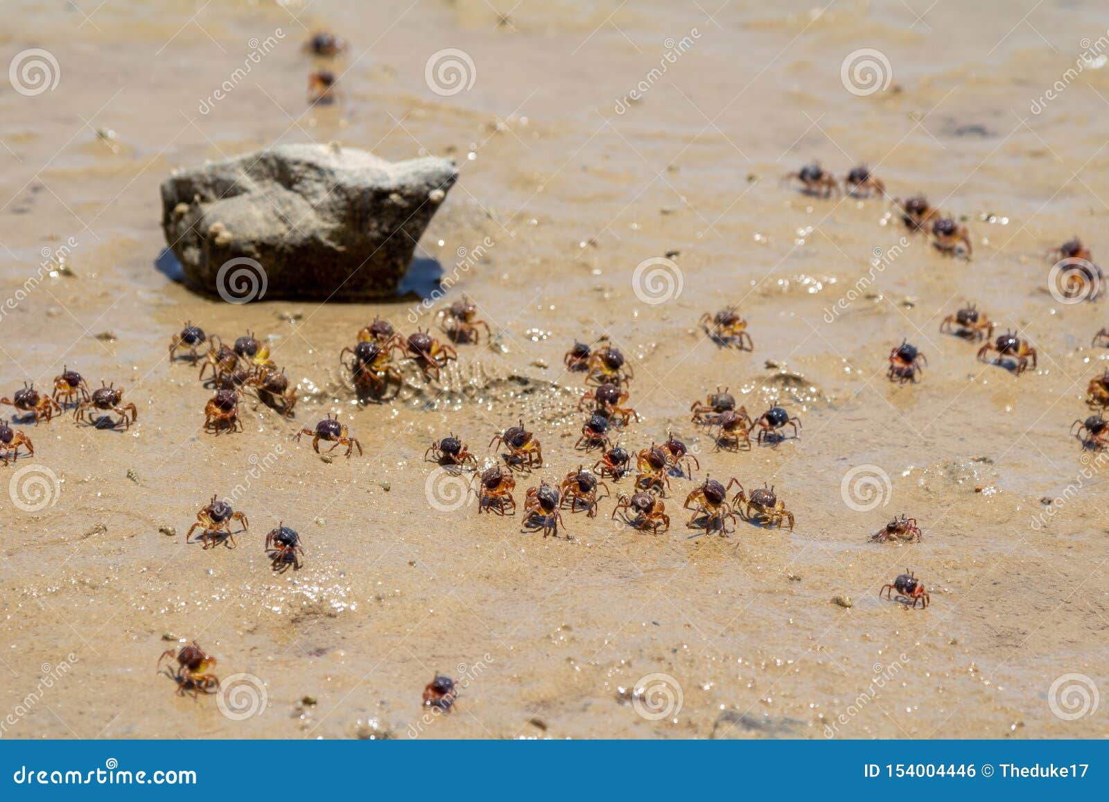 Crabs in the sand stock photo. Image of color, life - 154004446