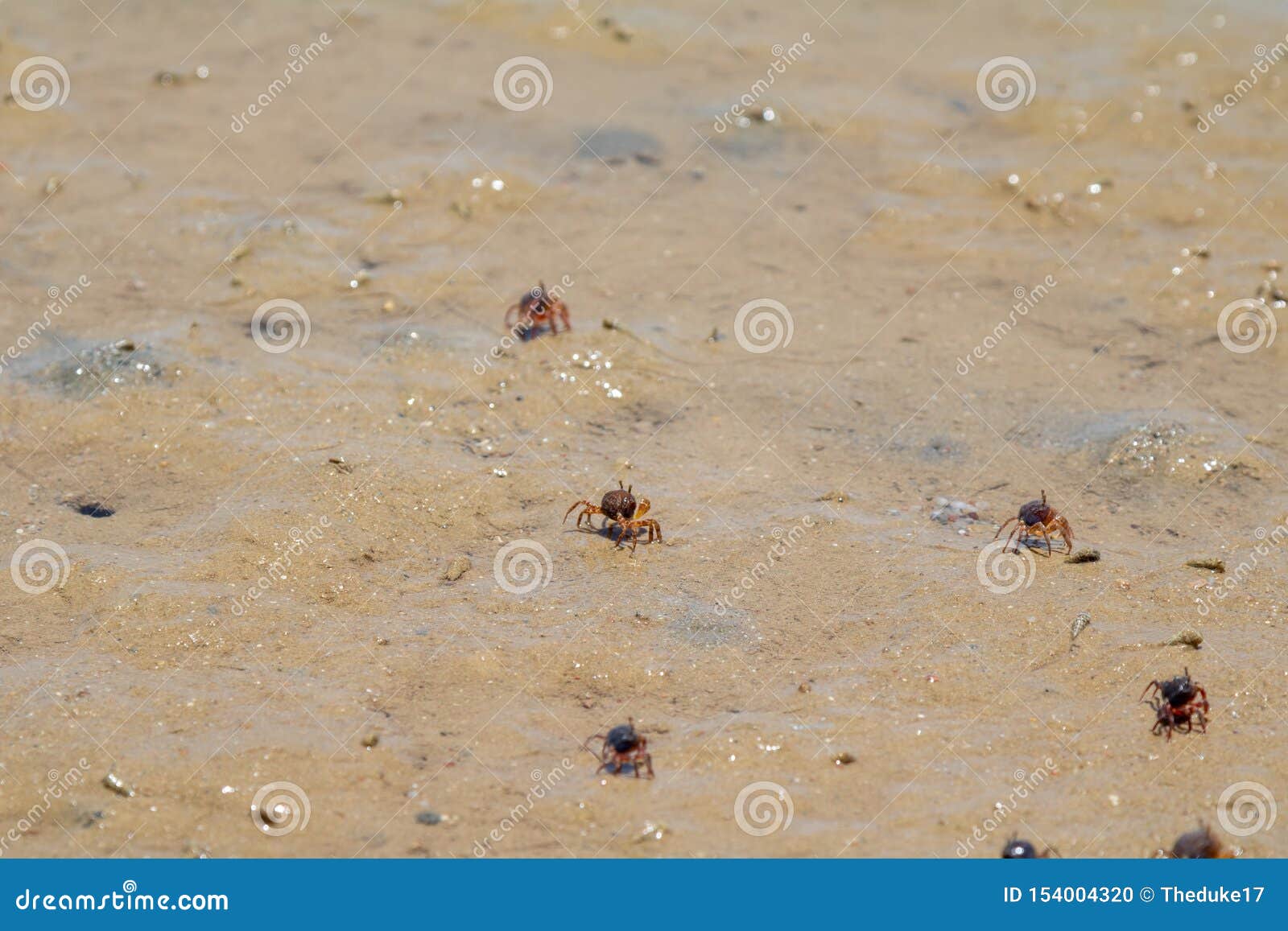Crabs in the sand stock photo. Image of blue, natural - 154004320