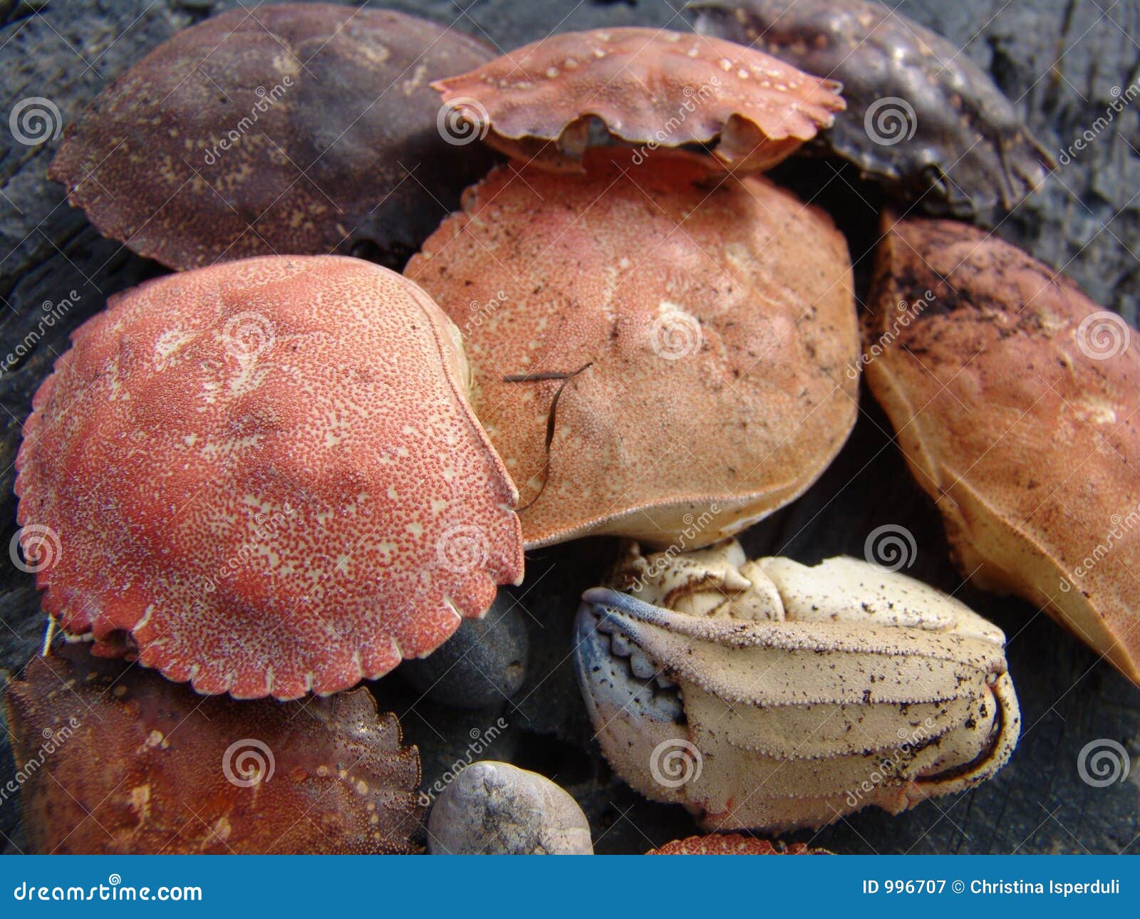 Crabs shells stock image. Image of claws, ocean, claw, nature - 996707