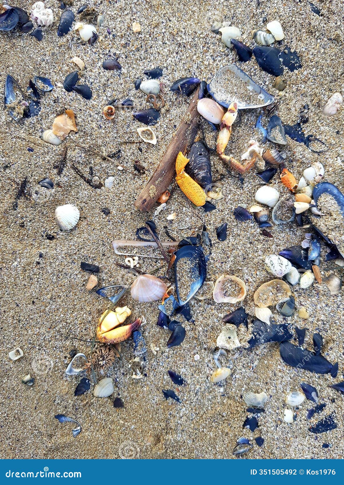 Crabs and Shells on the Beach, Closeup of Photo. Stock Photo - Image of ...