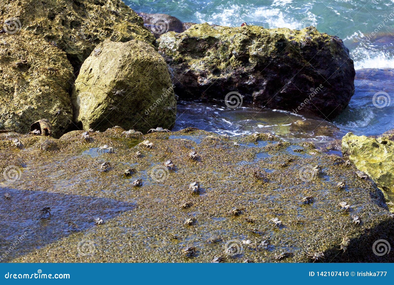 Crabs on the rocks stock photo. Image of caribbean, turquoise - 142107410