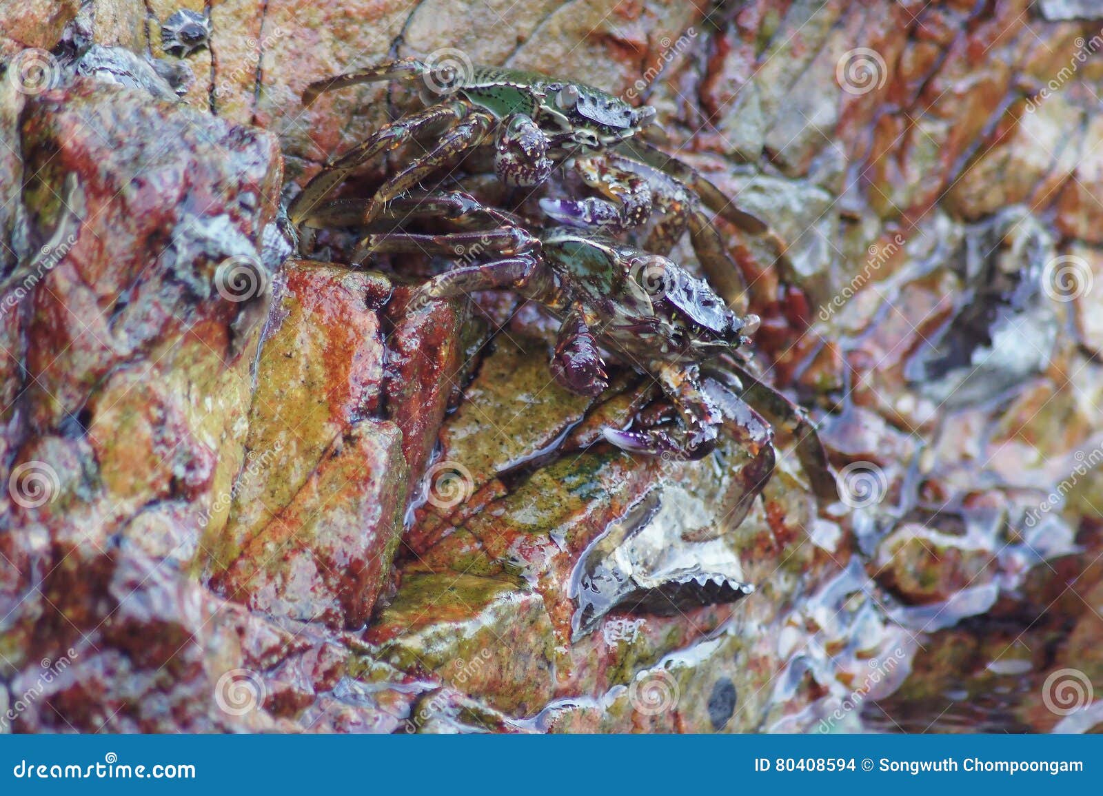Crabs Under the Rocks by the Sea Stock Photo - Image of beauty ...