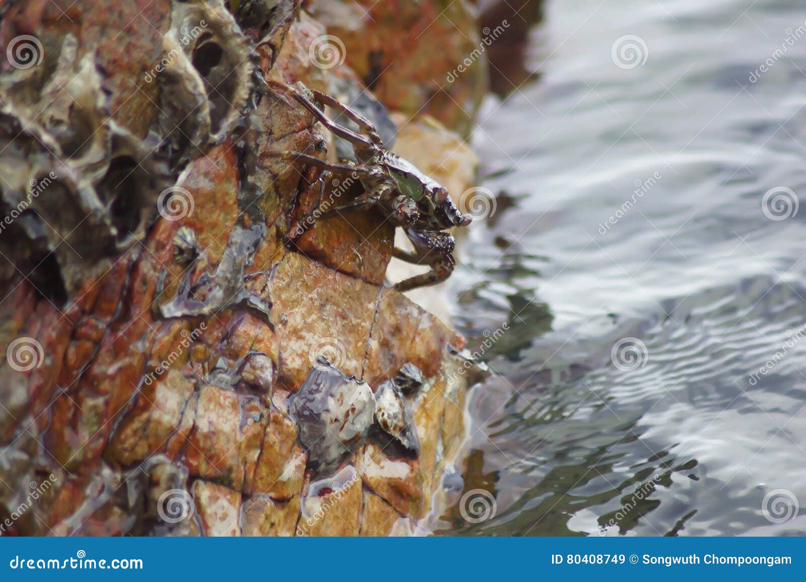 Crabs Under the Rocks by the Sea Stock Image - Image of green, mangrove ...