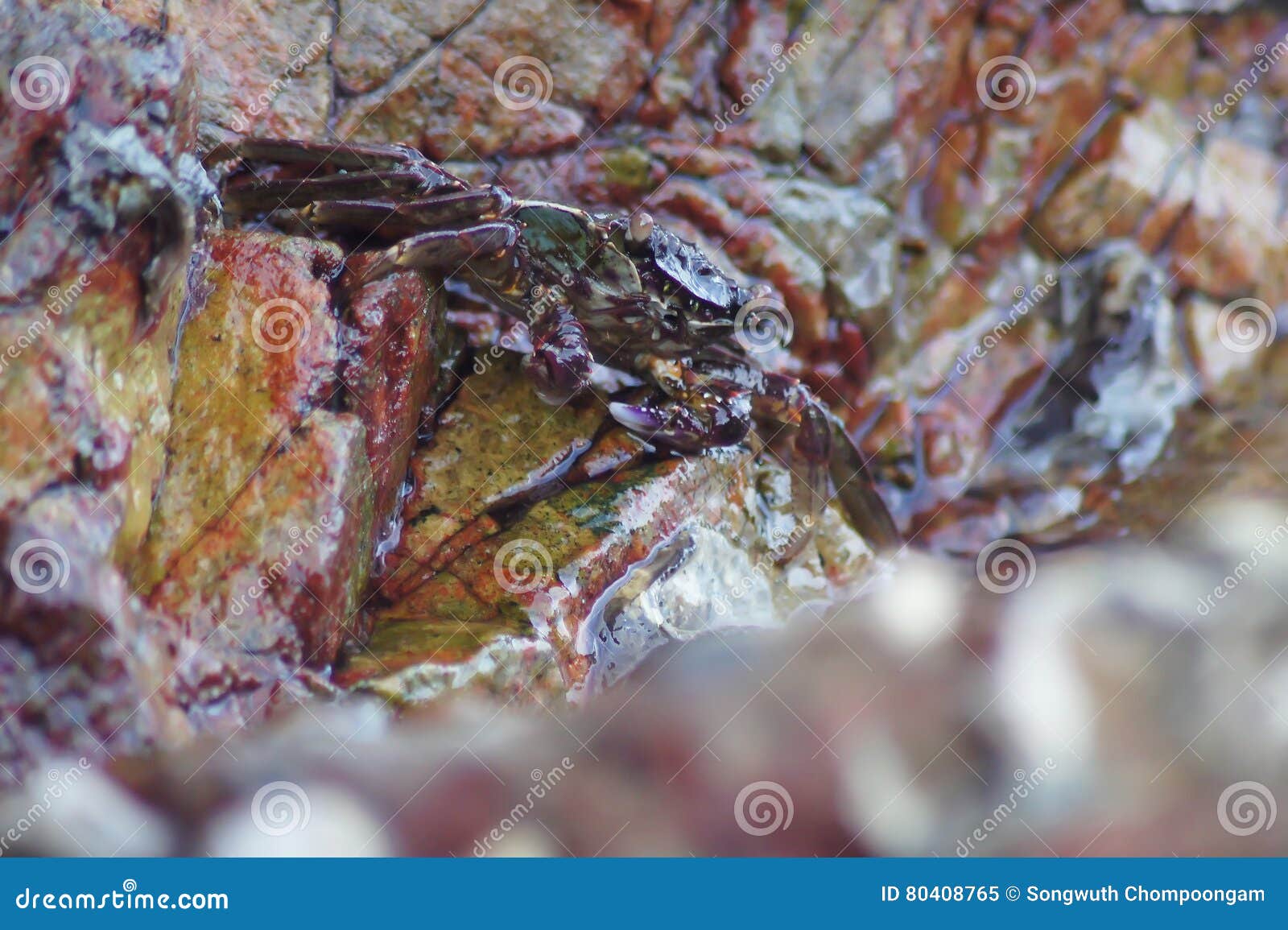 Crabs Under the Rocks by the Sea Stock Image - Image of mangrove, hole ...