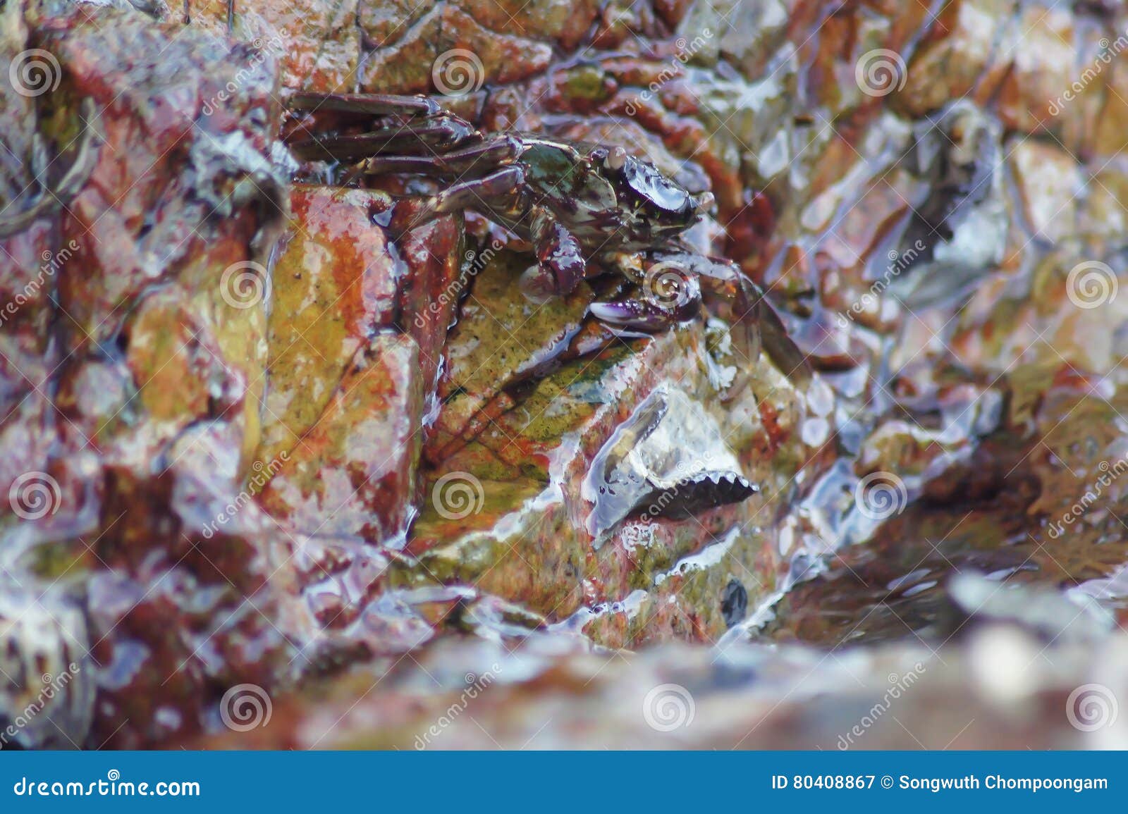Crabs Under the Rocks by the Sea Stock Image - Image of crustacean ...