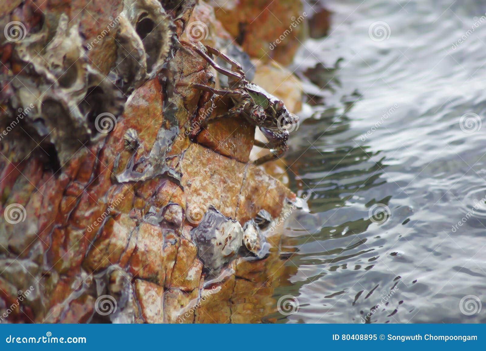 Crabs Under the Rocks by the Sea Stock Image - Image of rocks, abstract ...