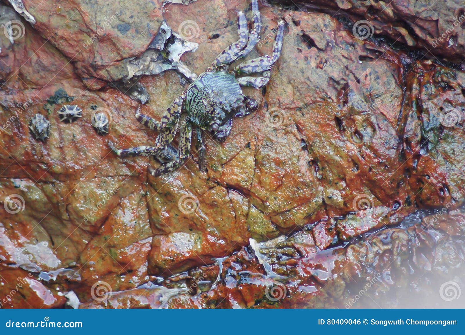 Crabs Under the Rocks by the Sea Stock Photo - Image of green, animal ...