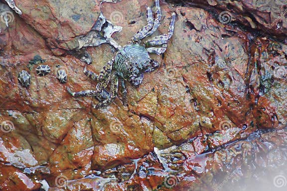 Crabs Under the Rocks by the Sea Stock Photo - Image of green, animal ...