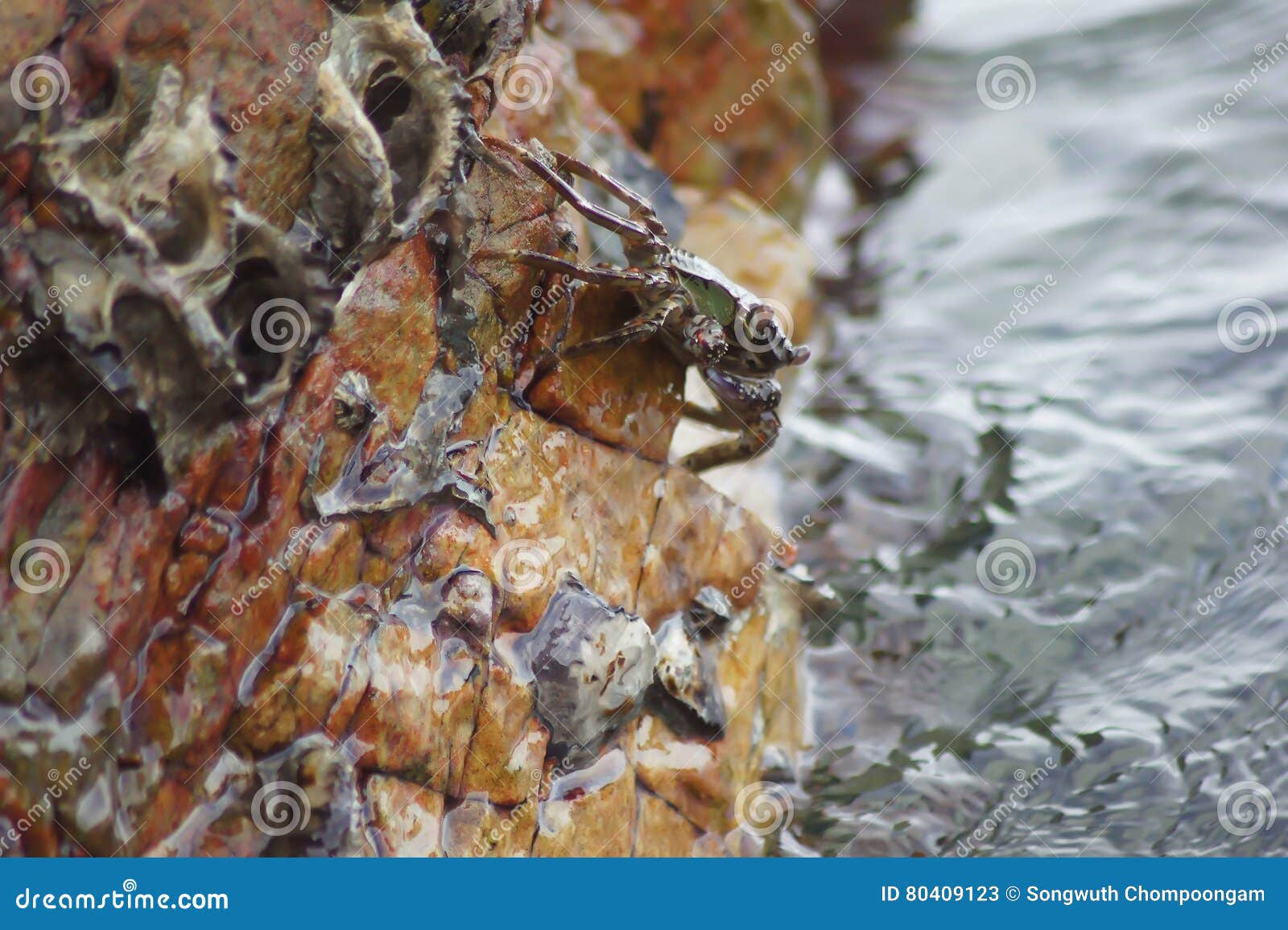 Crabs Under the Rocks by the Sea Stock Image - Image of backdrop ...