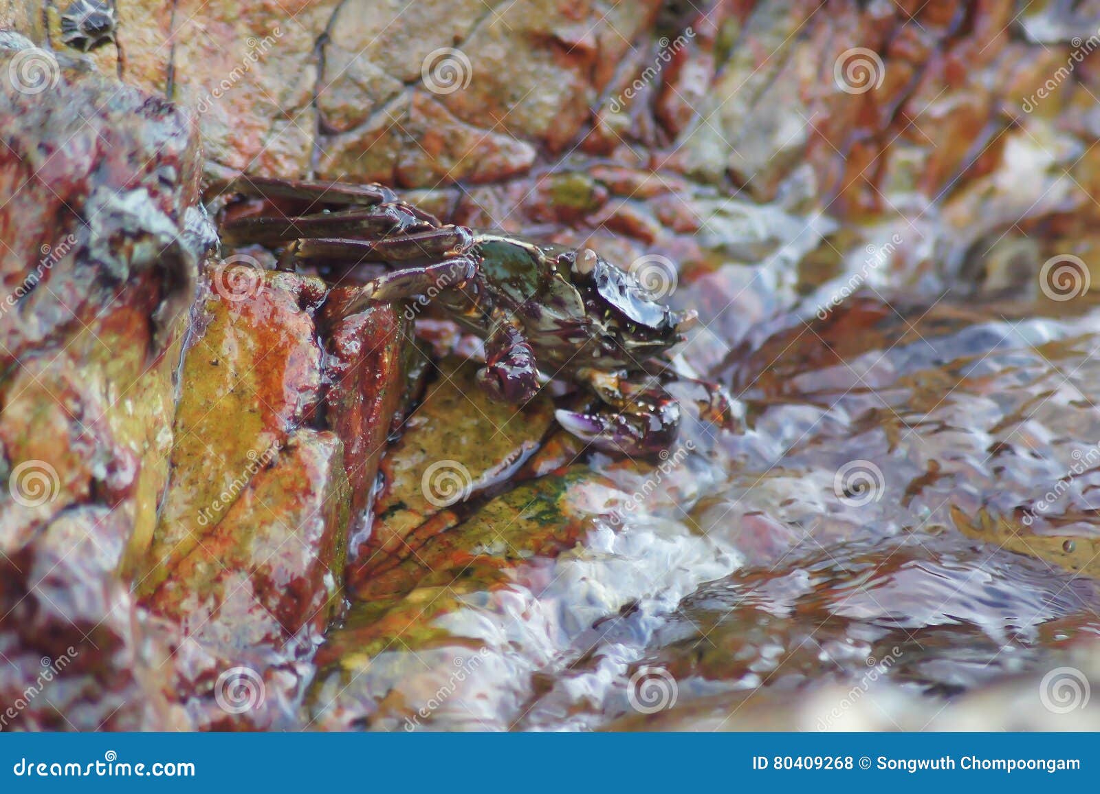 Crabs Under the Rocks by the Sea Stock Photo - Image of fresh, beach ...
