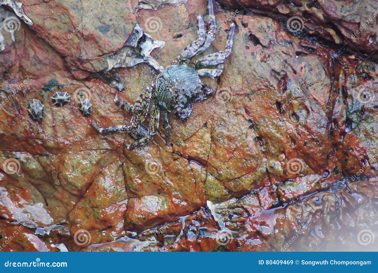 Crabs Under the Rocks by the Sea Stock Image - Image of abstract, salt ...