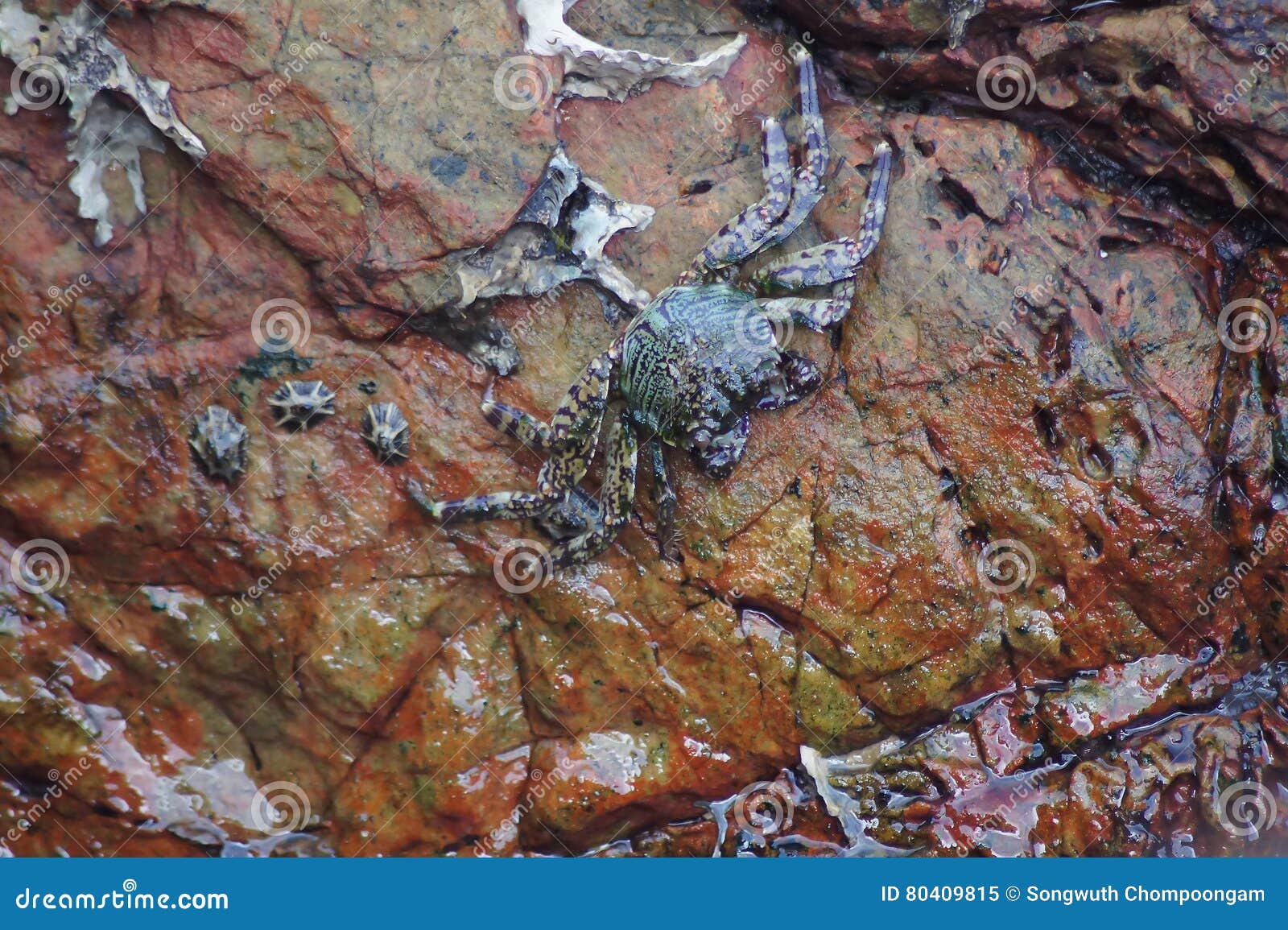 Crabs Under the Rocks by the Sea Stock Image - Image of salt, green ...