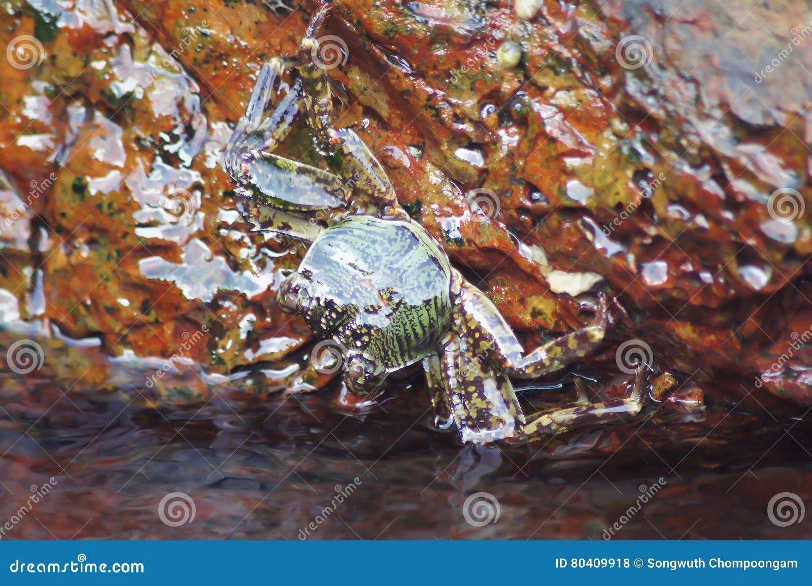 Crabs Under the Rocks by the Sea Stock Photo - Image of nature ...