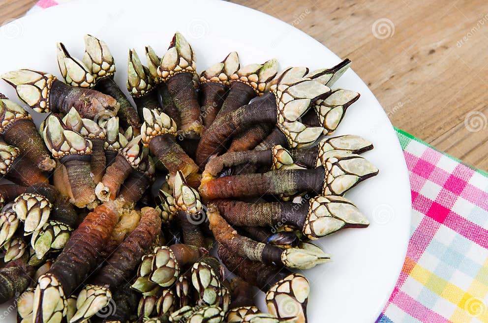 Cracas foto de stock. Imagem de gostoso, coma, oceano - 37493782