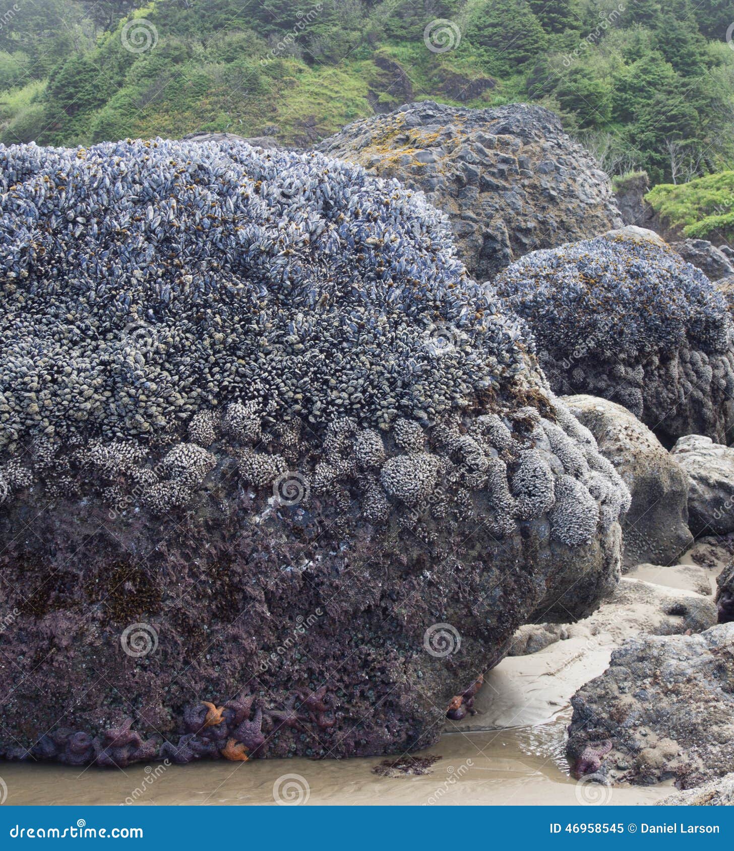 Cracas E Estrela Do Mar, Parque Estadual De Ecola, Oregon Imagem de ...