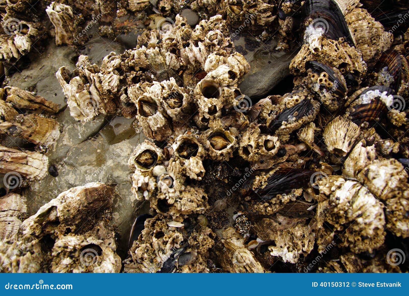 Cracas E Mexilhões Expostos Em Rochas Do Mar Foto de Stock - Imagem de ...