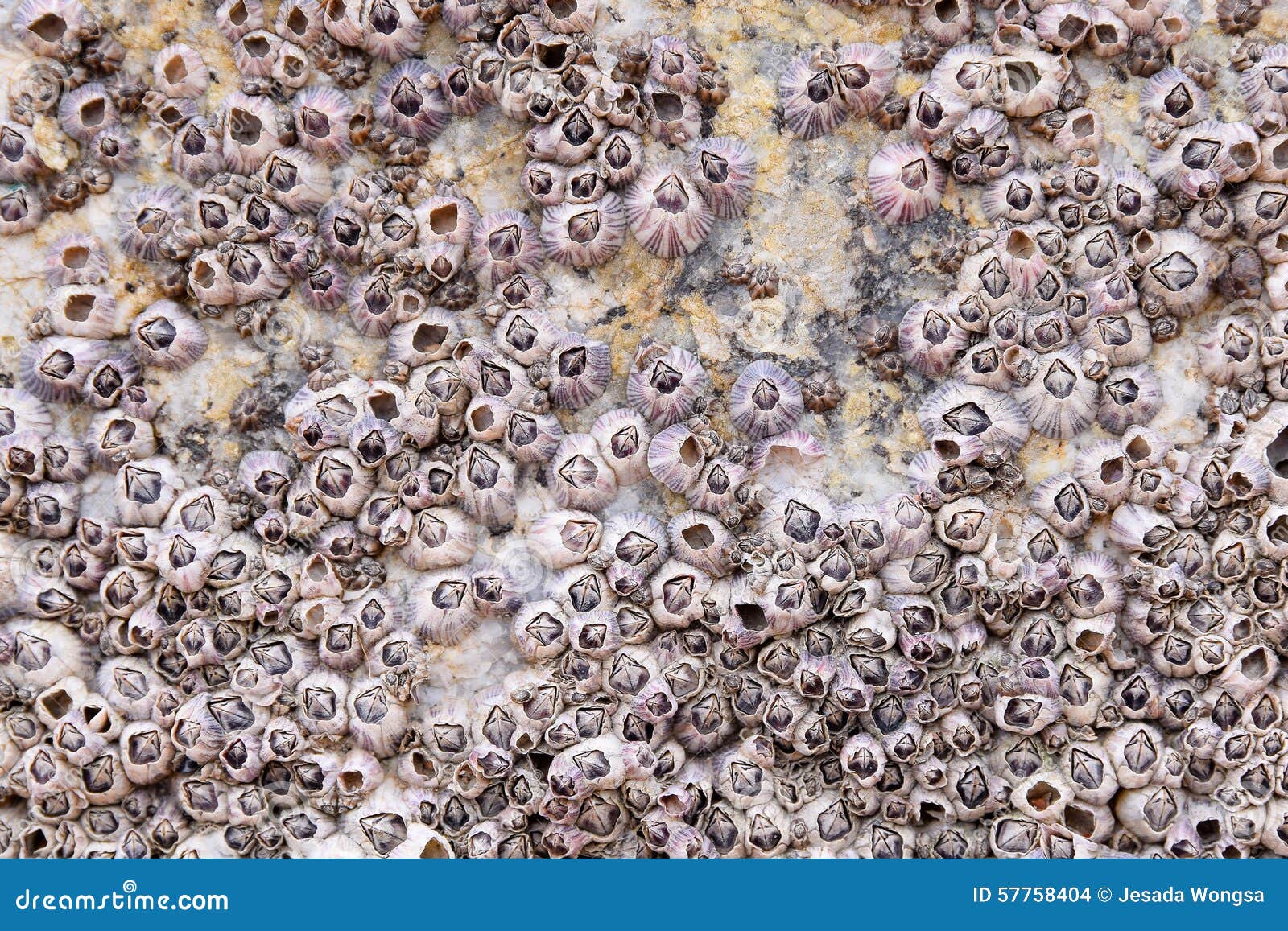 Cracas na rocha foto de stock. Imagem de vida, costa - 57758404