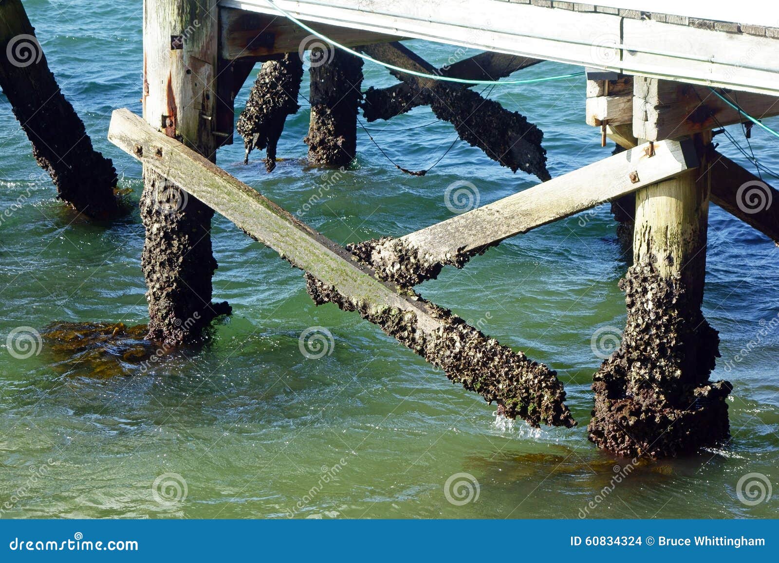 Cracas no cais de madeira foto de stock. Imagem de porto - 60834324